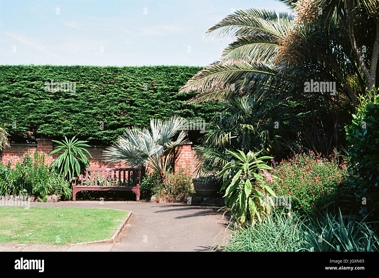 Tropical plants and hedge at Connaught Gardens, Sidmouth, Devon UK, on ...