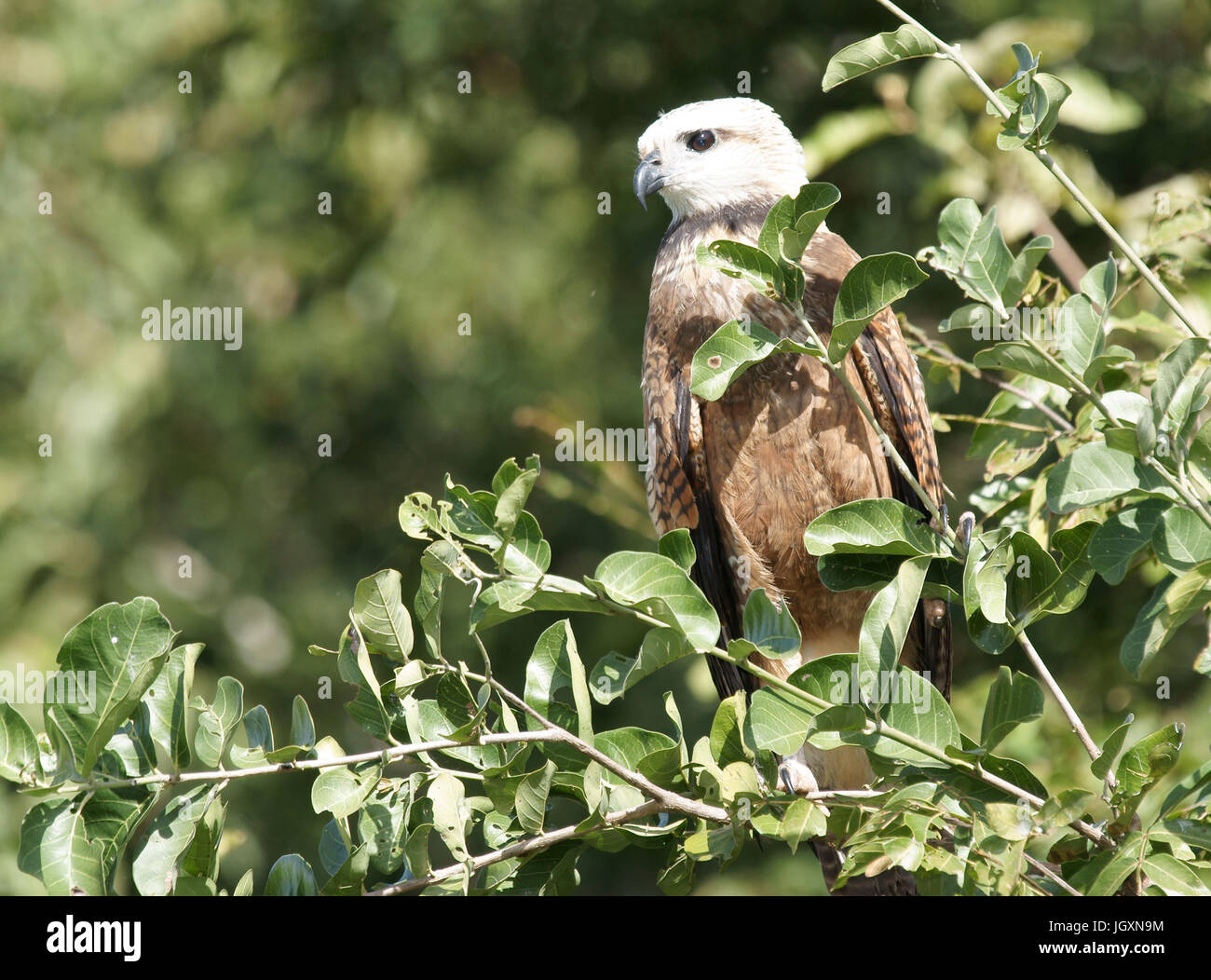 Bird of prey, Hawk-beautiful, Pantanal, Mato Grosso do Sul, Brazil ...