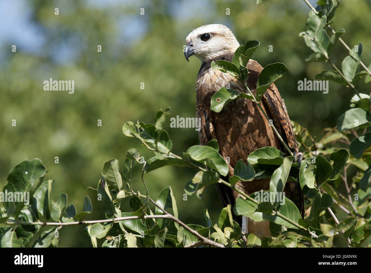 Hawk laundress hi-res stock photography and images - Alamy