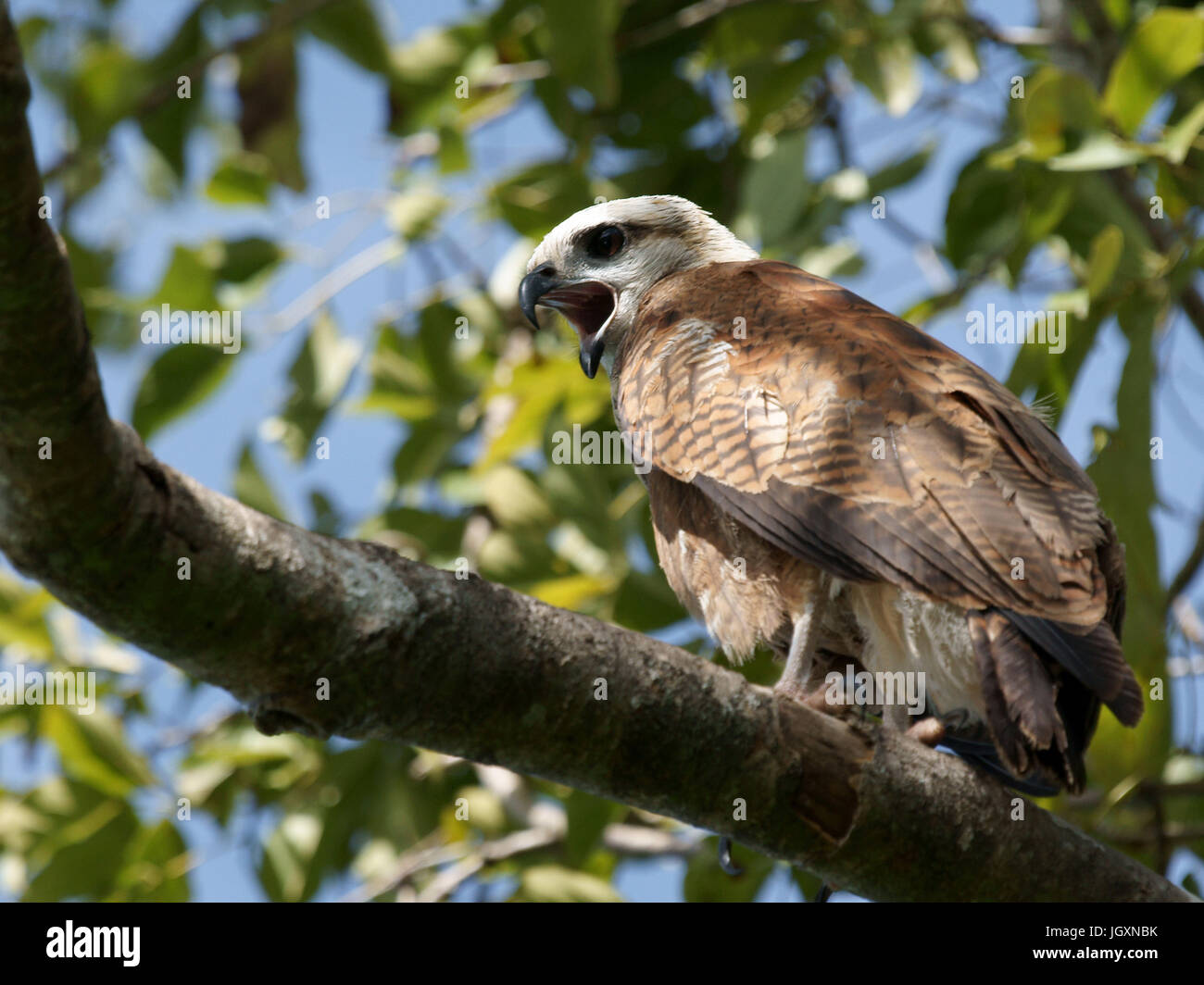 Bird of prey, Hawk-beautiful, Pantanal, Mato Grosso do Sul, Brazil ...