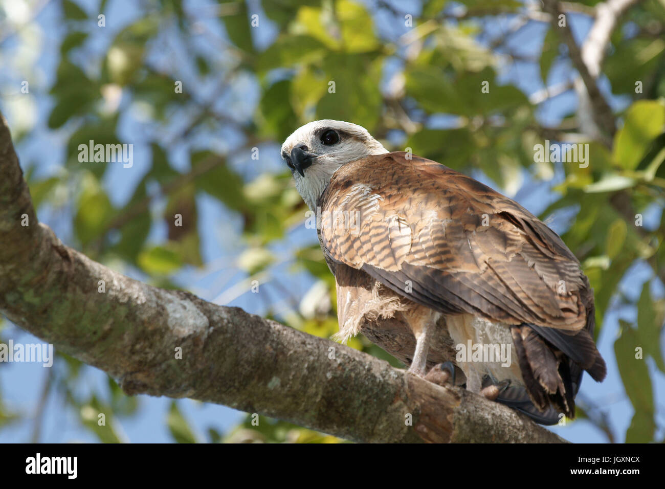 Bird of prey, Hawk-beautiful, Pantanal, Mato Grosso do Sul, Brazil ...