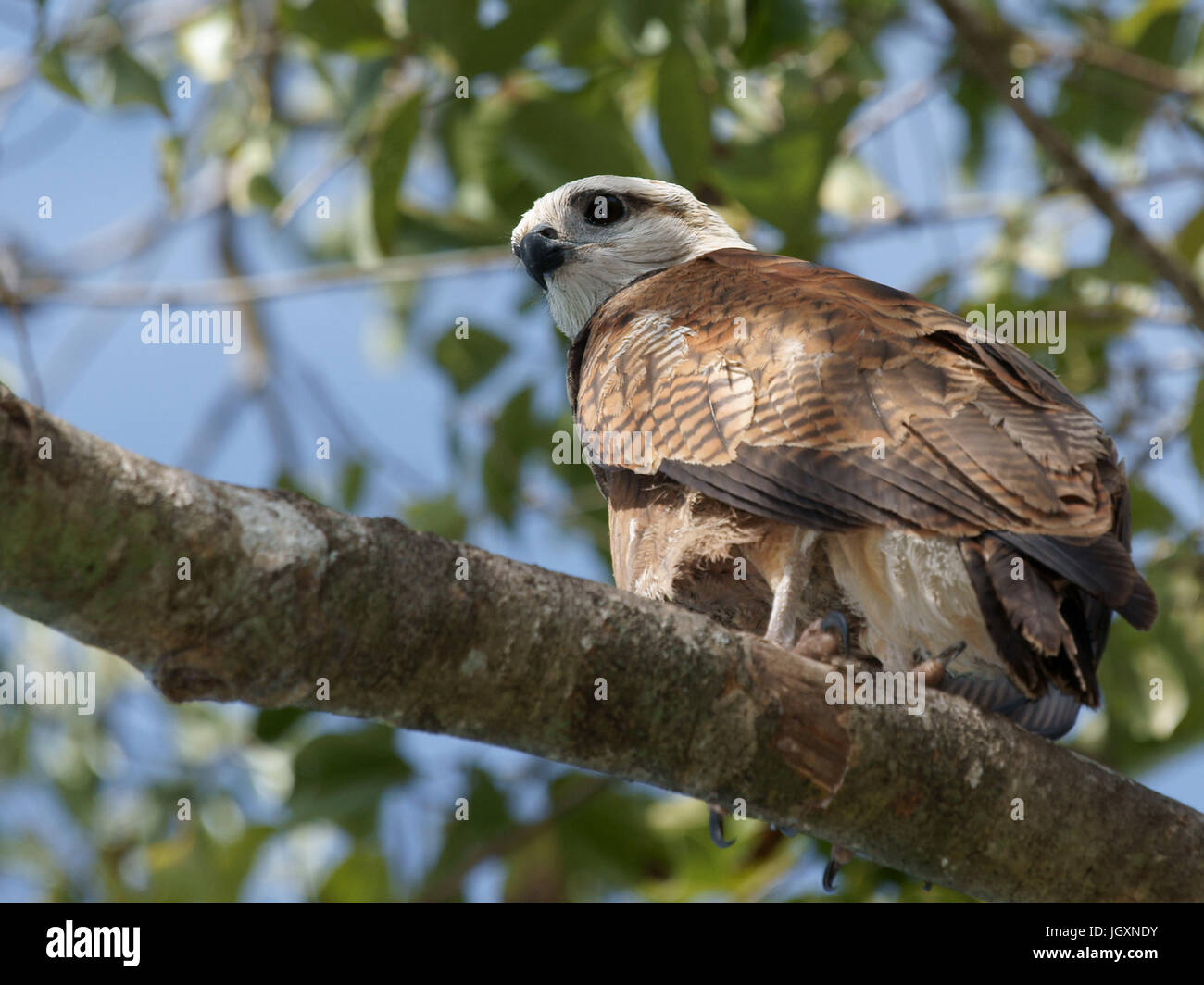 Hawk laundress hi-res stock photography and images - Alamy