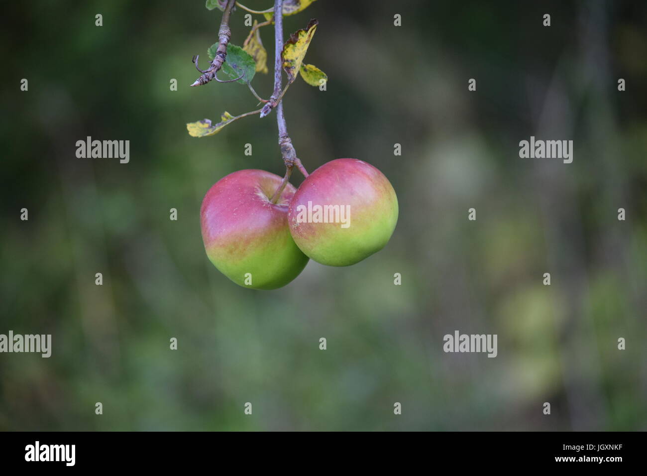 Pair of apples Stock Photo - Alamy