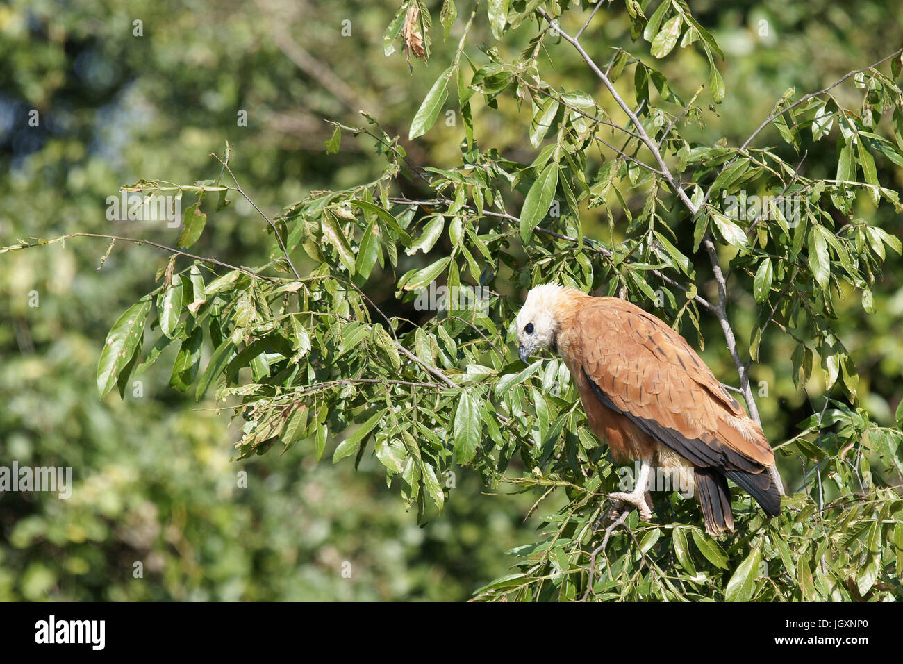 Bird of prey, Hawk-beautiful, Pantanal, Mato Grosso do Sul, Brazil ...
