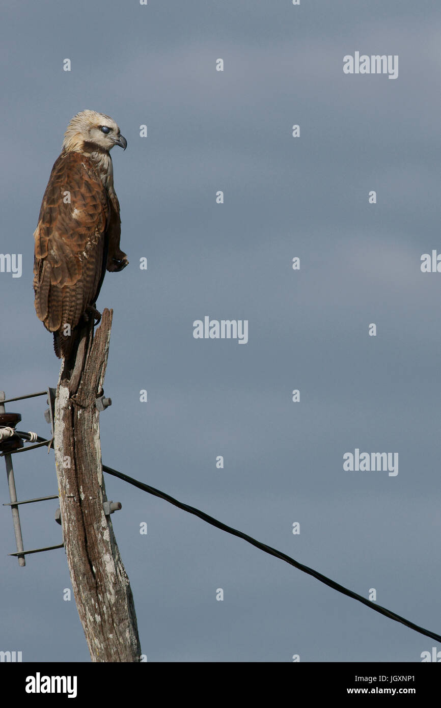Bird of prey, Hawk-beautiful, Pantanal, Mato Grosso do Sul, Brazil ...