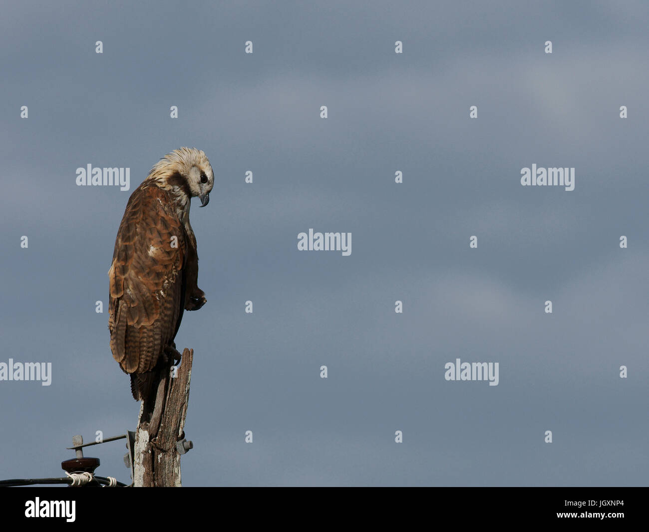 Bird of prey, Hawk-beautiful, Pantanal, Mato Grosso do Sul, Brazil ...
