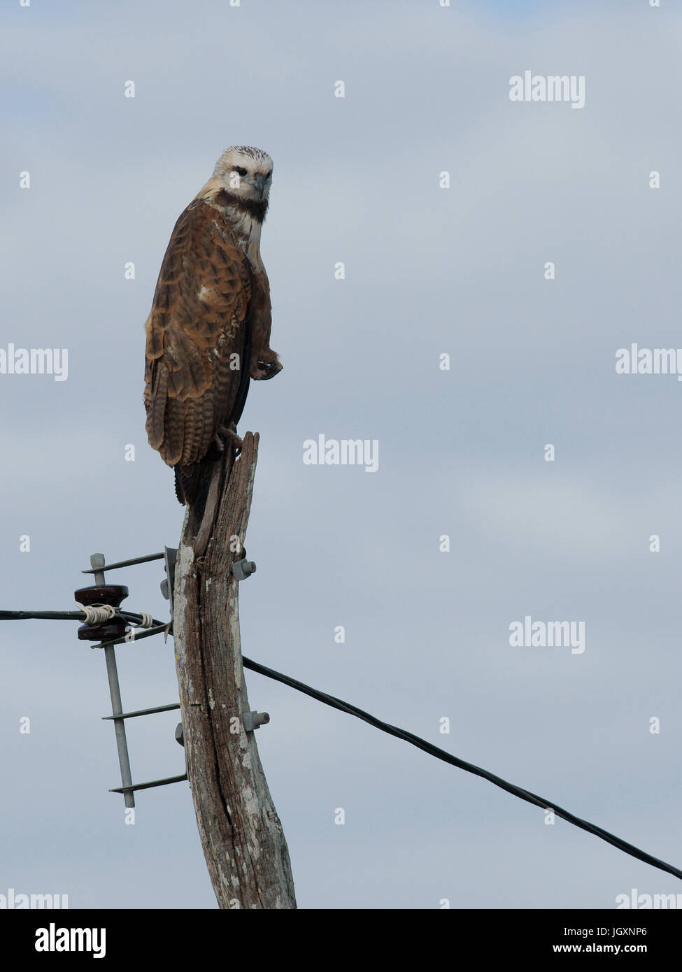 Bird of prey, Hawk-beautiful, Pantanal, Mato Grosso do Sul, Brazil ...