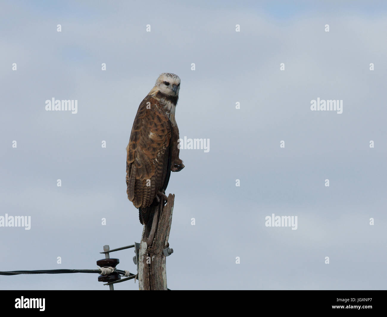 Bird of prey, Hawk-beautiful, Pantanal, Mato Grosso do Sul, Brazil ...