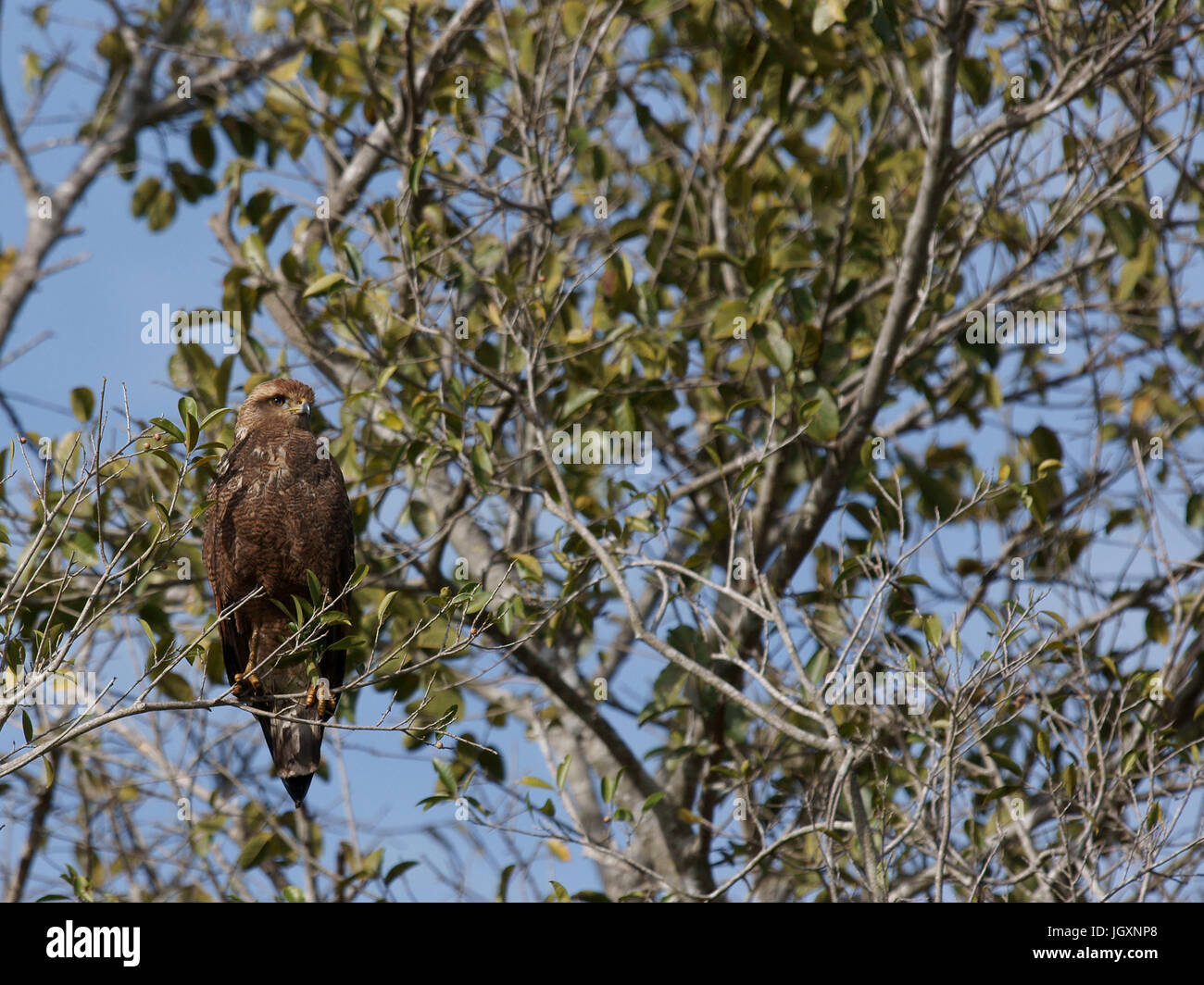 Bird of prey, Hawk-mestizo, Pantanal, Mato Grosso do Sul, Brazil Stock ...