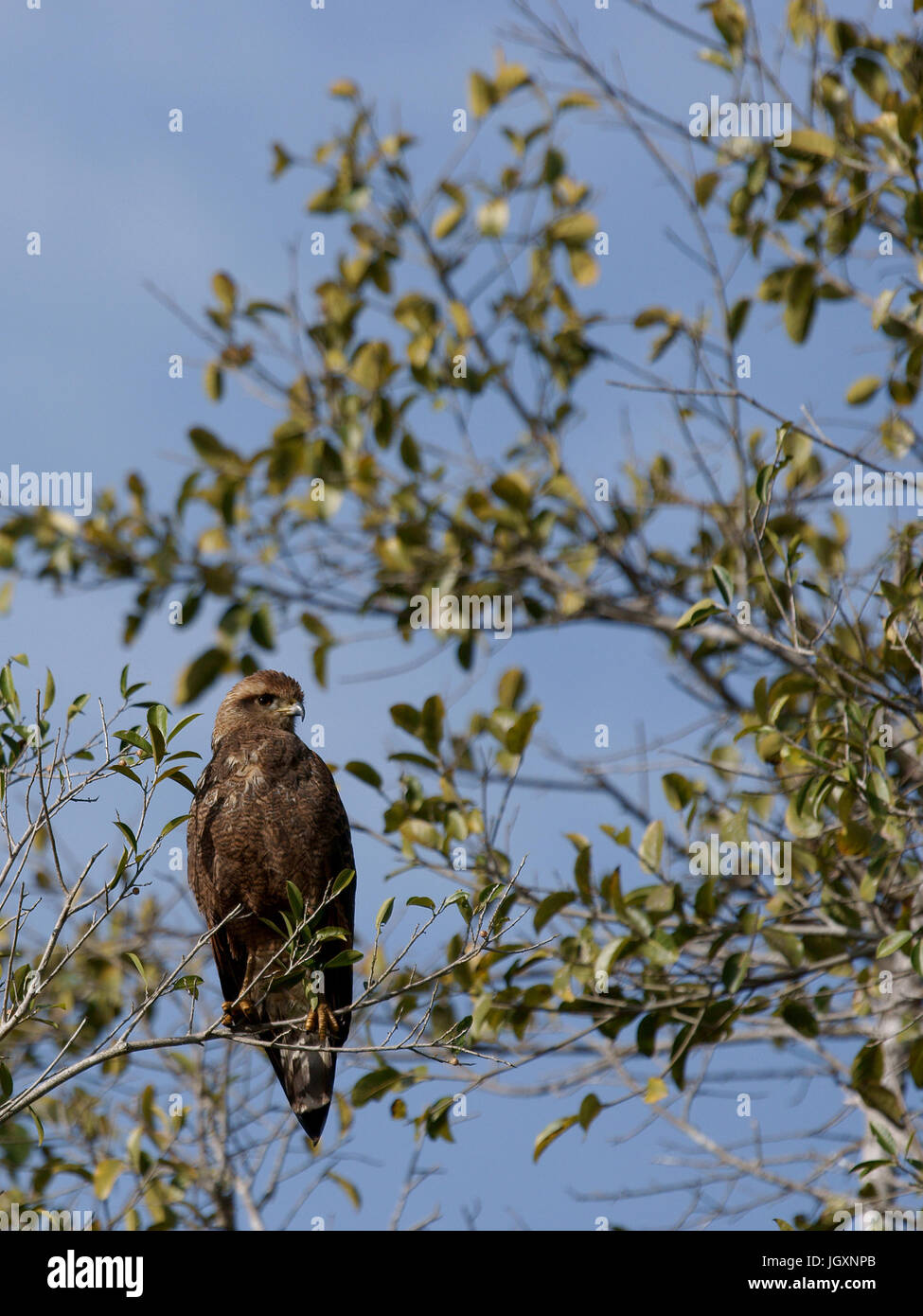 Bird of prey, Hawk-mestizo, Pantanal, Mato Grosso do Sul, Brazil Stock ...