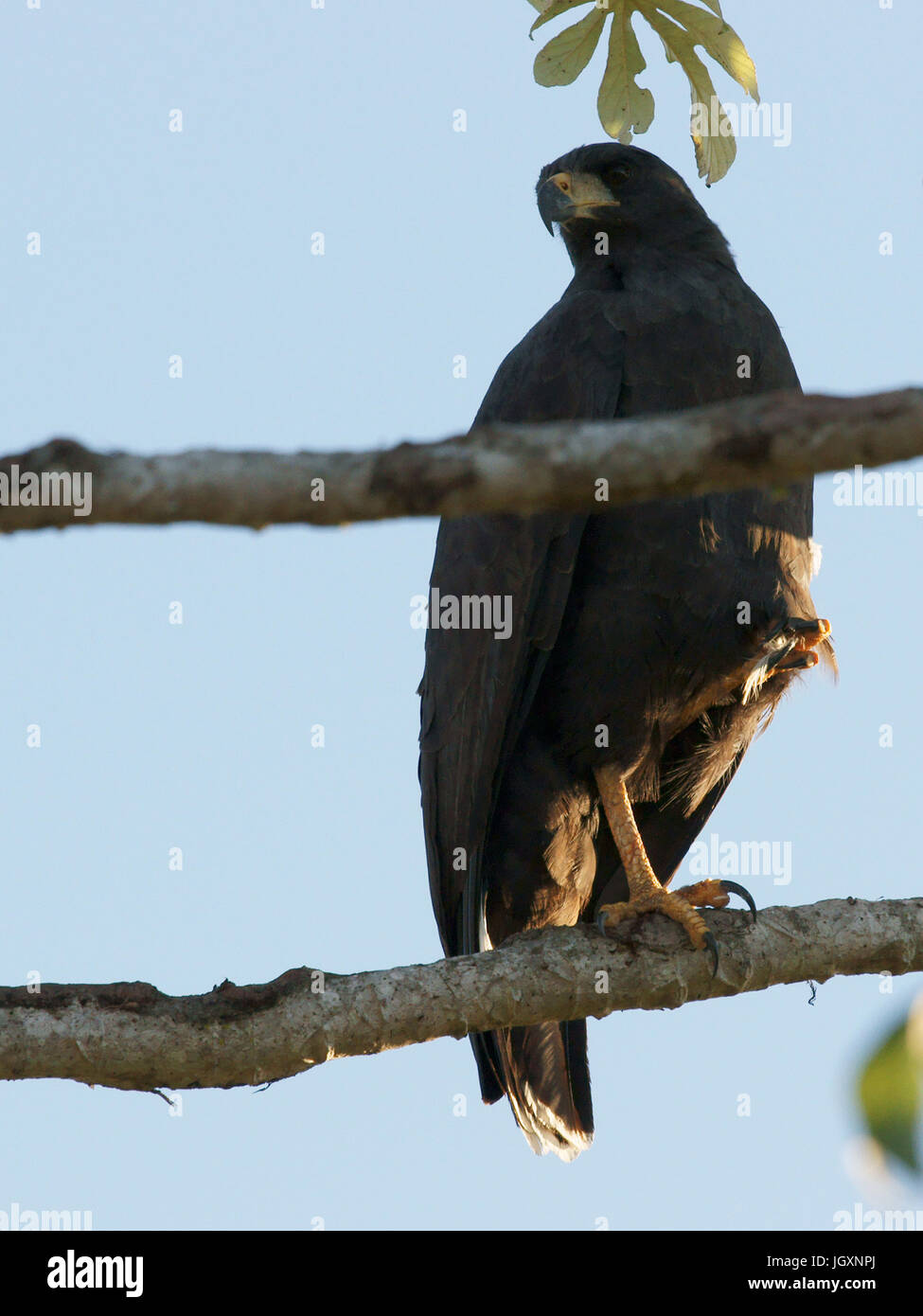 Bird of prey, Hawk-black, Pantanal, Mato Grosso do Sul, Brazil Stock ...