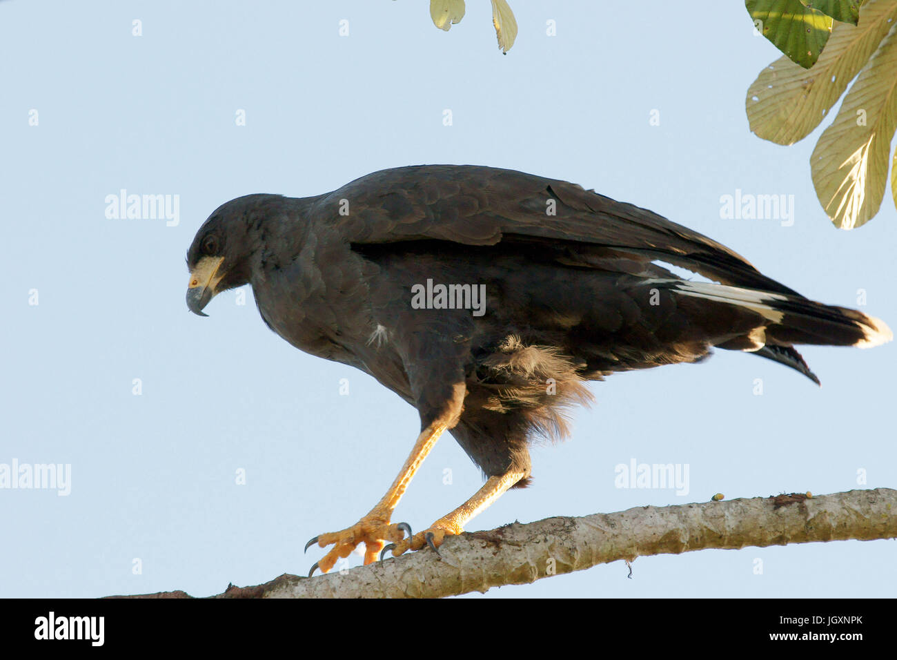 Bird of prey, Hawk-black, Pantanal, Mato Grosso do Sul, Brazil Stock ...