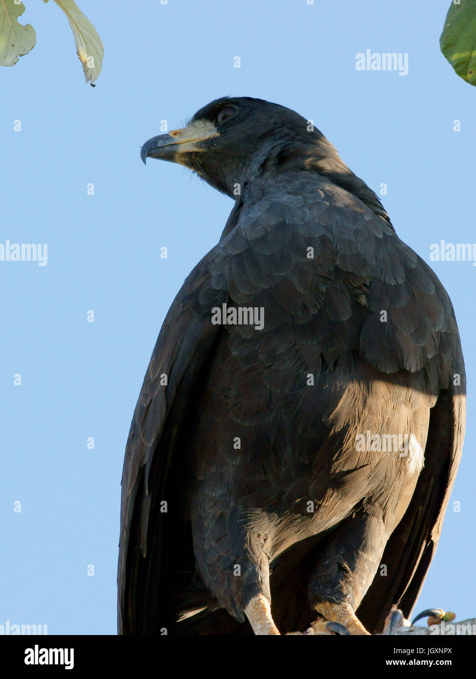 Bird of prey, Hawk-black, Pantanal, Mato Grosso do Sul, Brazil Stock ...