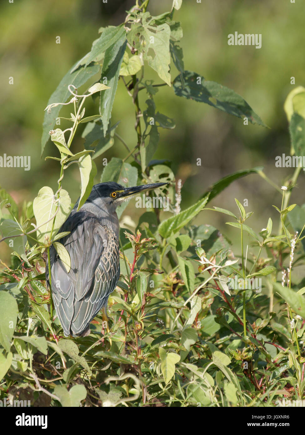 Socoi hi-res stock photography and images - Alamy