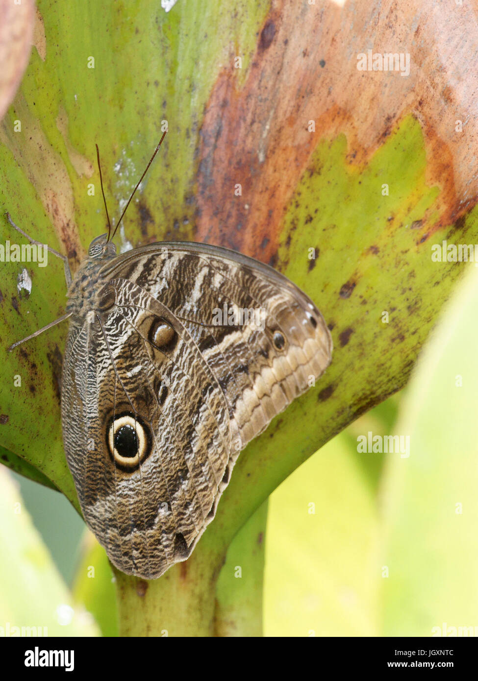 Insect butterfly pantanal mato hi-res stock photography and images - Alamy