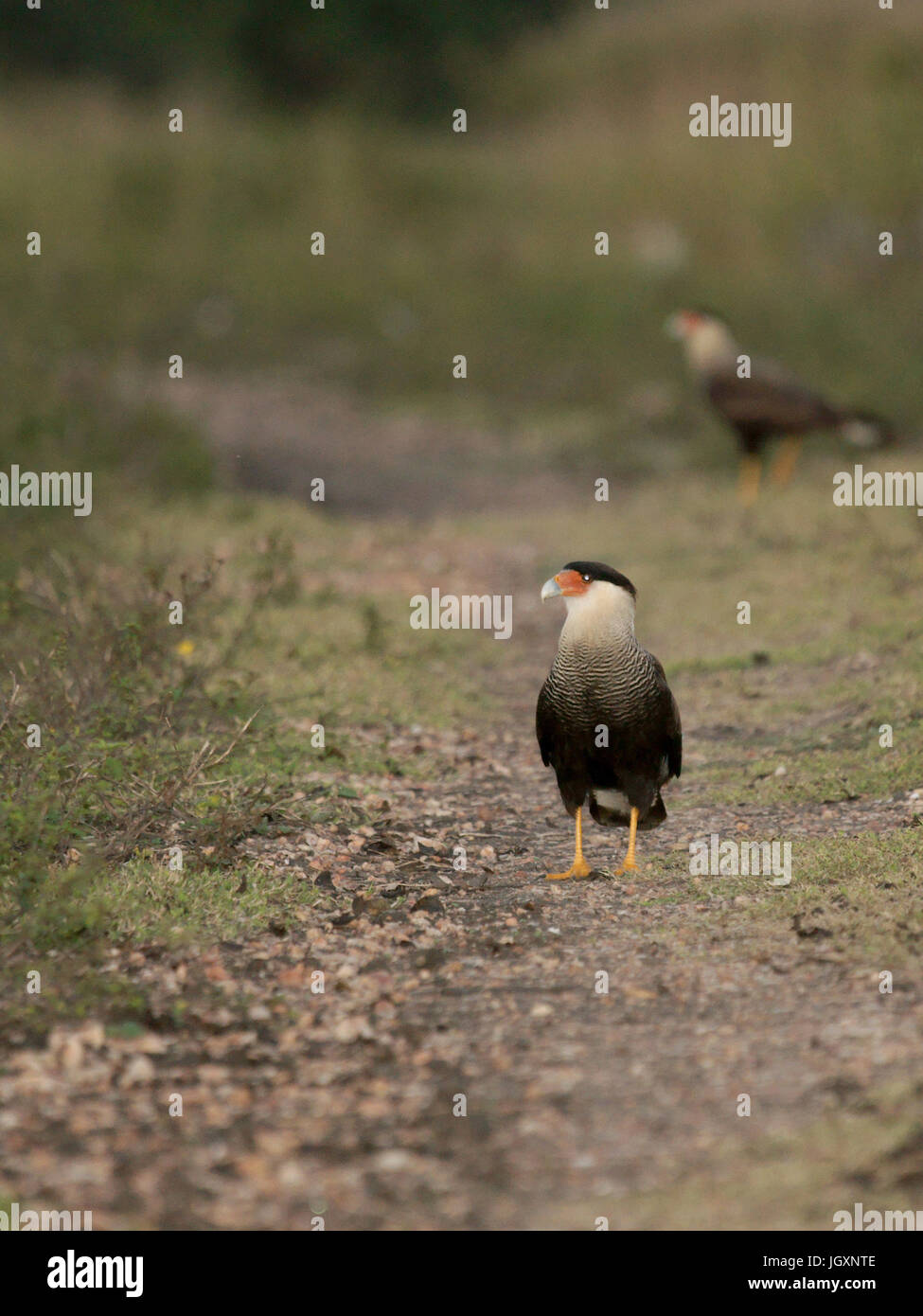 Carcará bird hi-res stock photography and images - Alamy