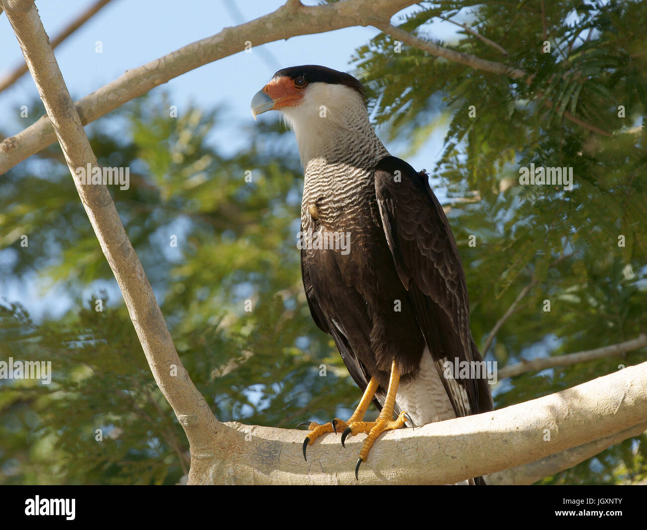 Ave, Carcará, Pantanal, Mato Grosso do Sul, Brazil Stock Photo - Alamy