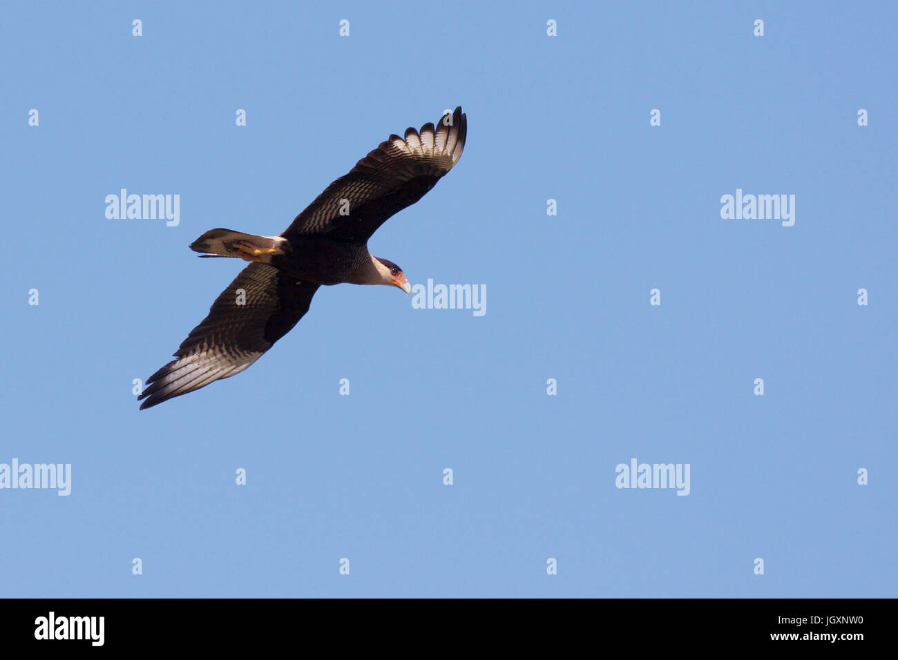 Carcara bird hi-res stock photography and images - Alamy