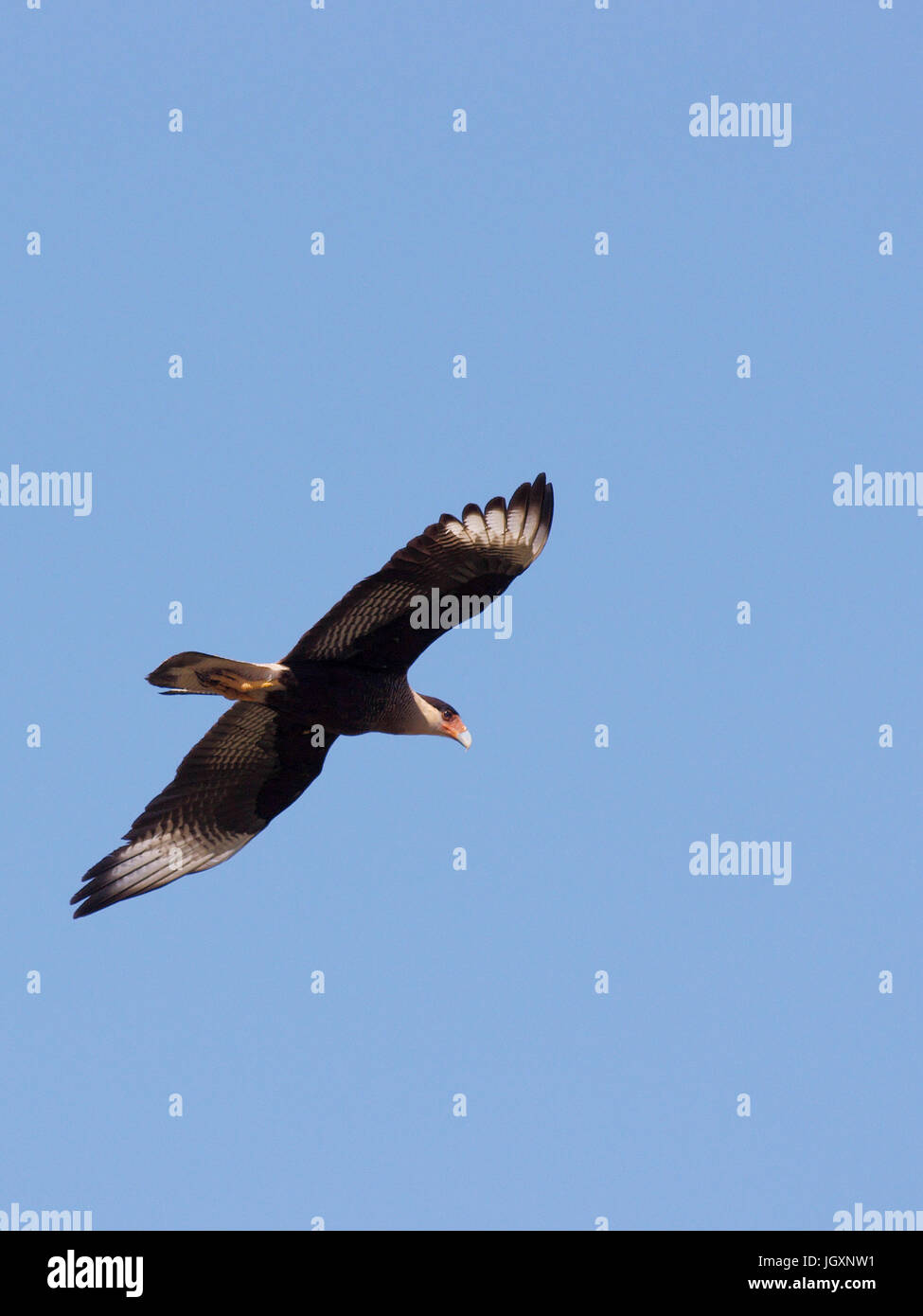 Carcara bird hi-res stock photography and images - Alamy