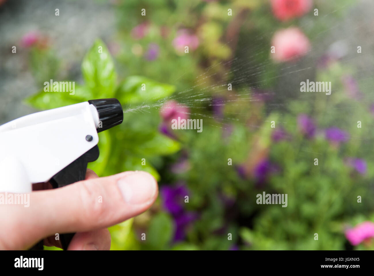Watering plants in the garden with a spray Stock Photo - Alamy