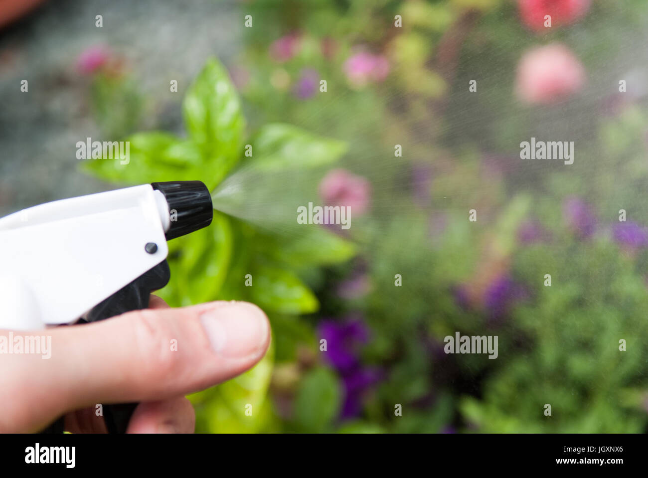 Watering plants in the garden with a spray Stock Photo - Alamy