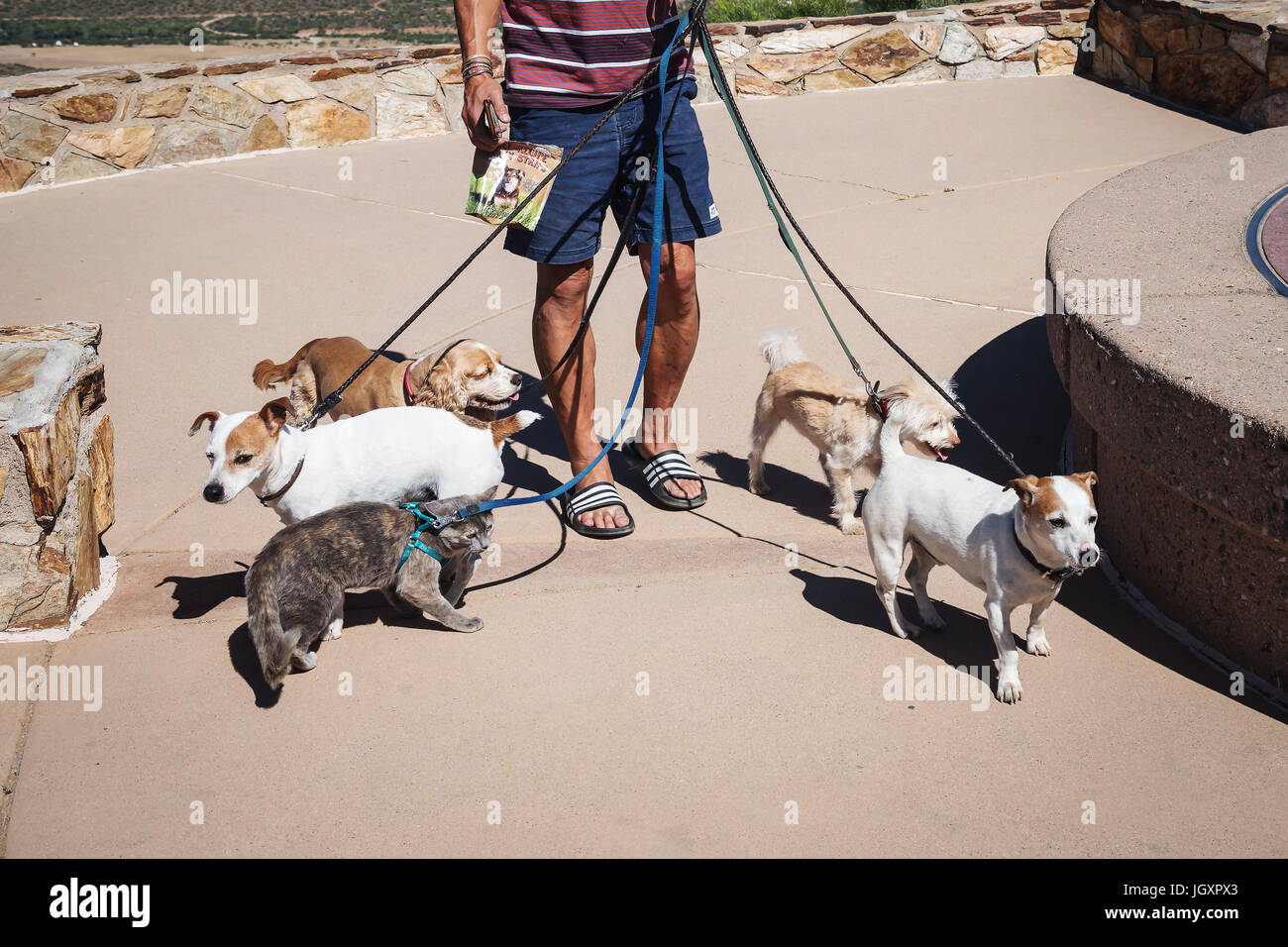 A man walks four dogs and one cat on rest area, , Arizona, USA Stock ...