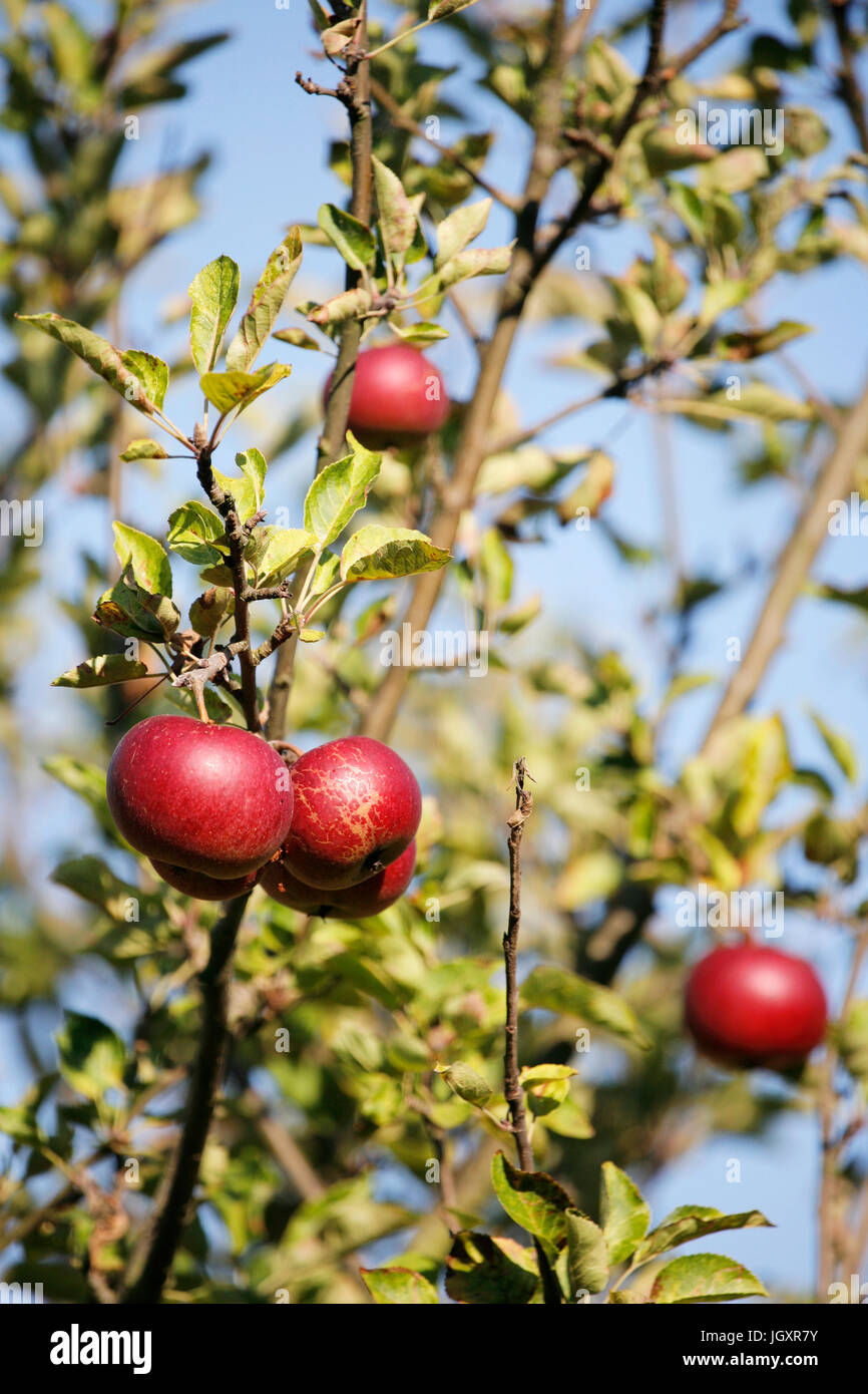 Red apples growing on apple tree branch Stock Photo - Alamy