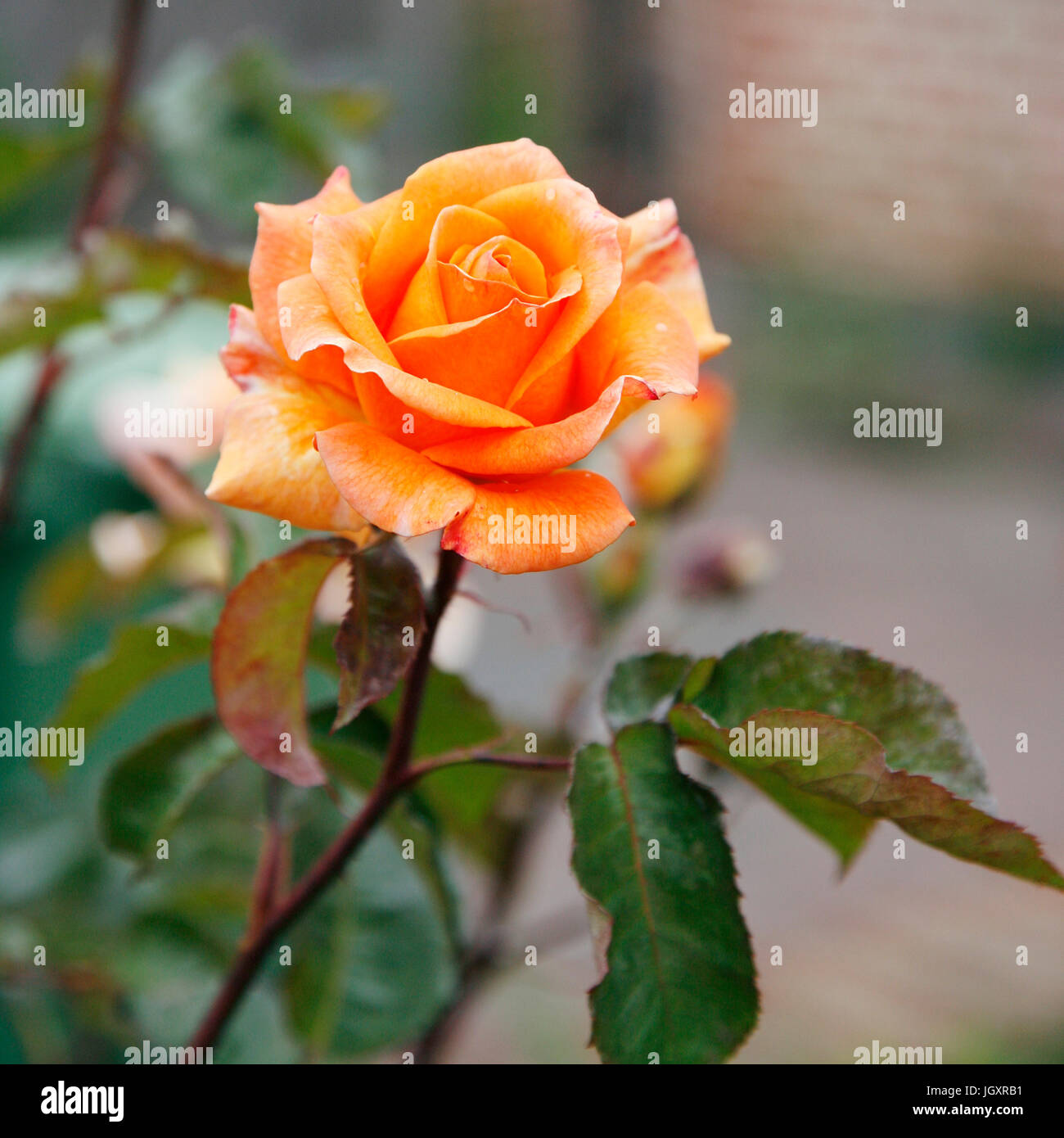 Beautiful orange rose, close up, in a garden Stock Photo - Alamy