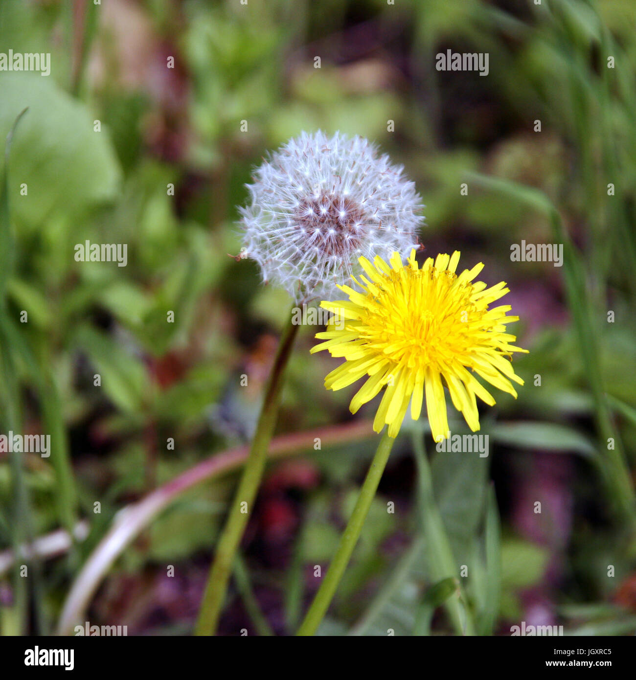 Dandelion flower and seeds in green grass, spring photo Stock Photo - Alamy