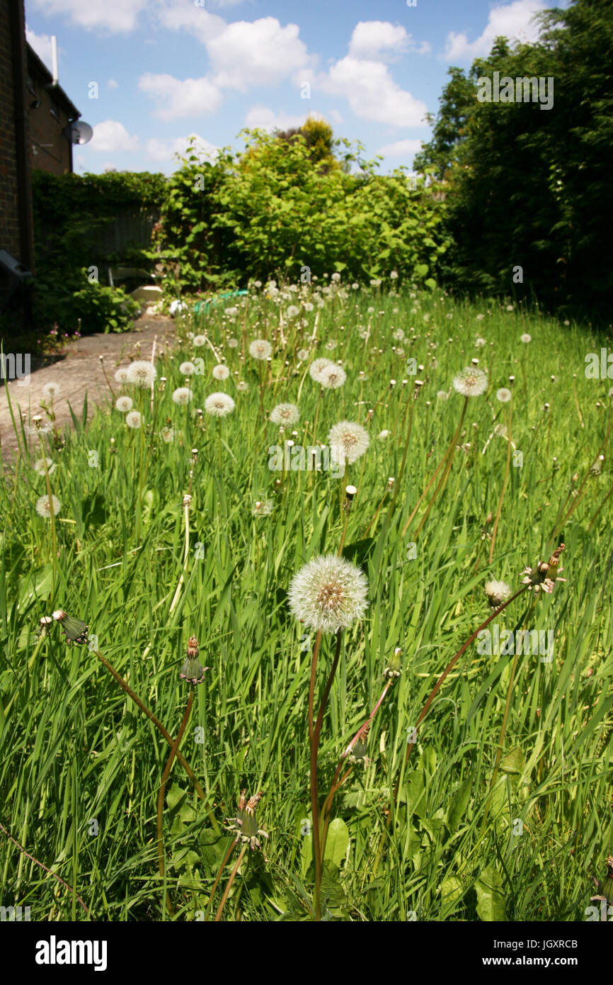 Dandelion flower seeds in green grass, spring photo Stock Photo - Alamy