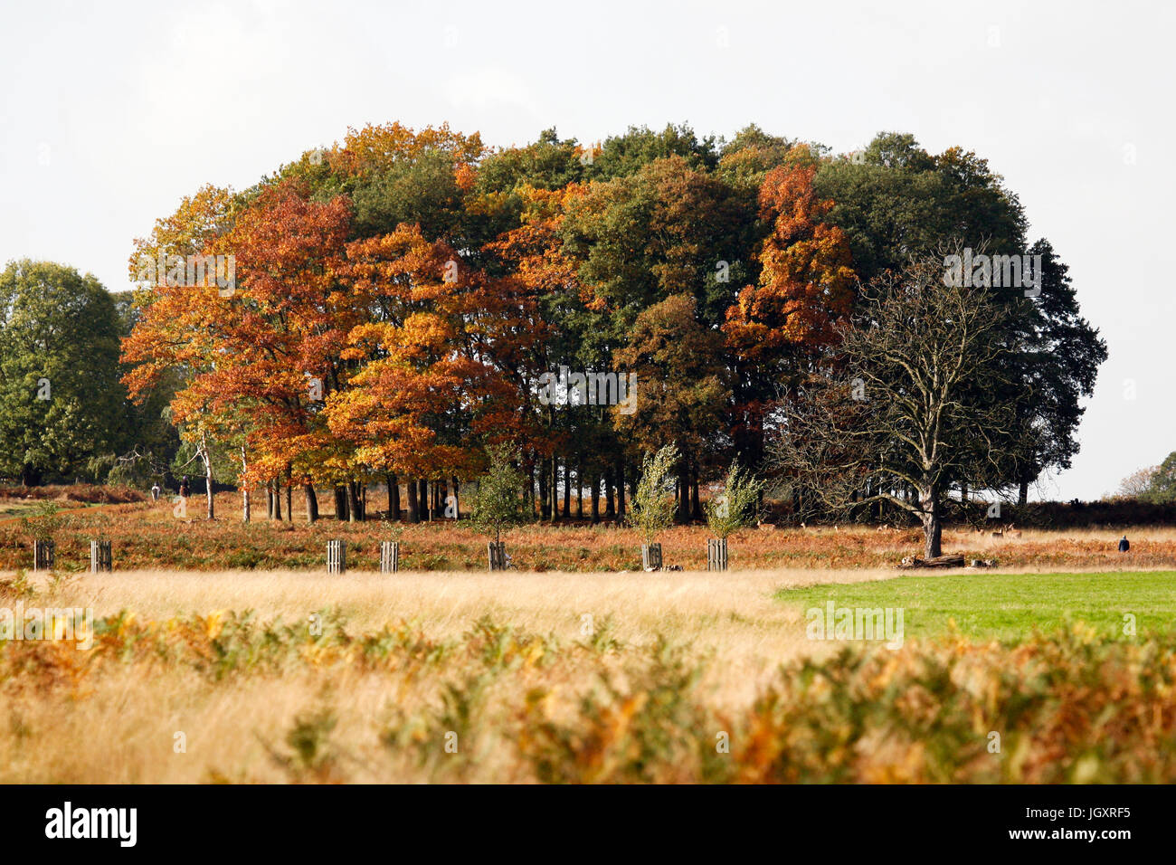 Landscape of Richmond Park, it is the largest park of the royal parks ...