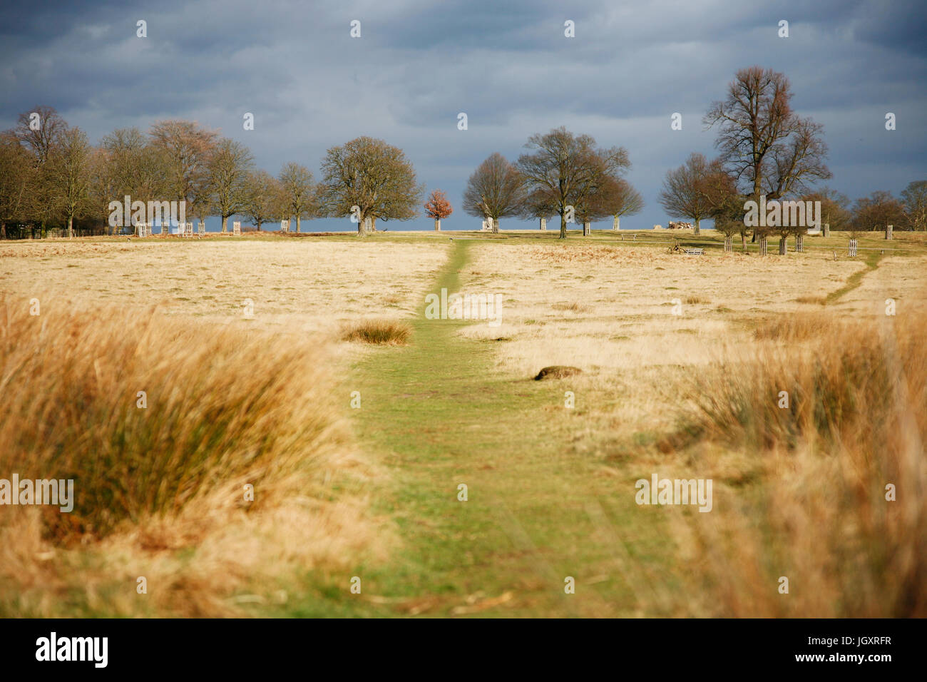 Landscape of Richmond Park, it is the largest park of the royal parks ...