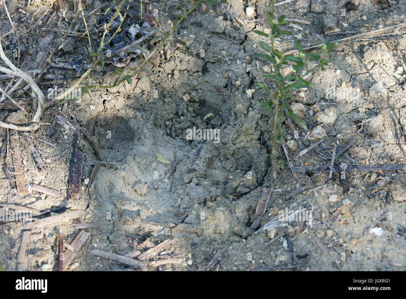 Tapir footprint hi-res stock photography and images - Alamy