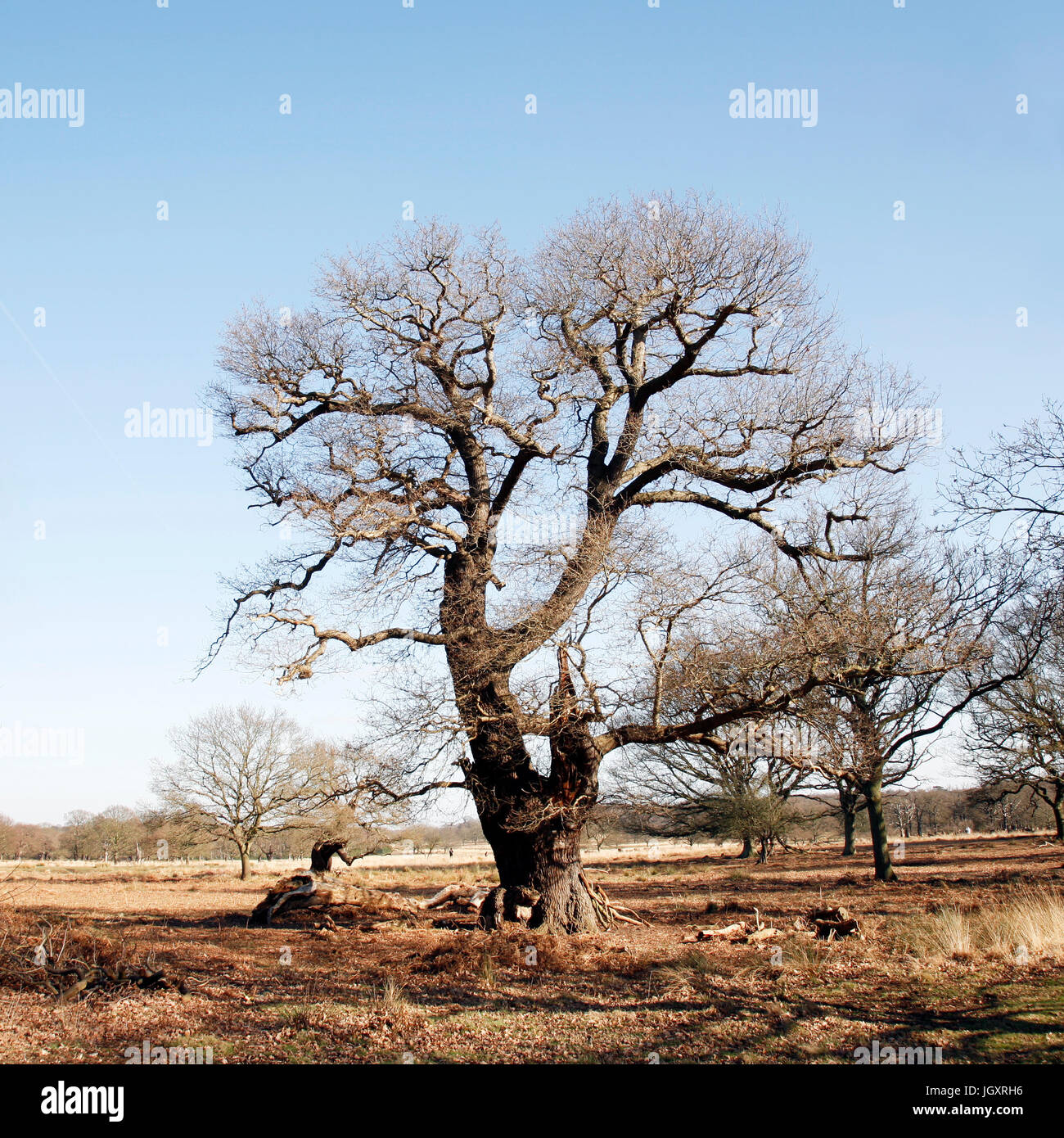 Landscape of Richmond Park, it is the largest park of the royal parks ...