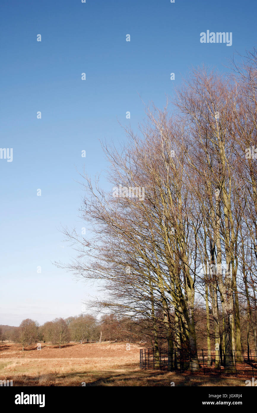 Landscape of Richmond Park, it is the largest park of the royal parks ...