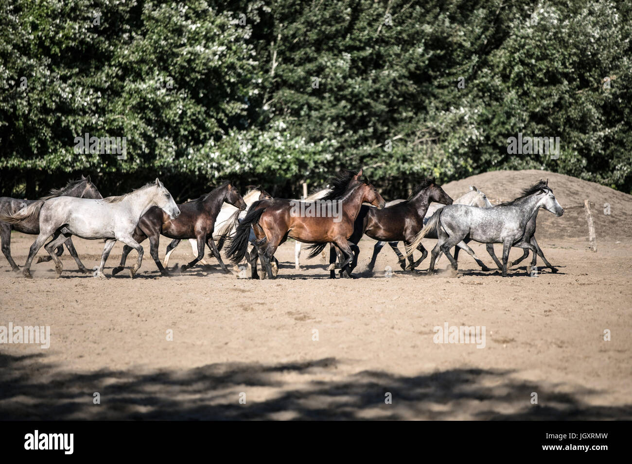 Purebred horses galloping through on animal farm summertime. Horse herd ...