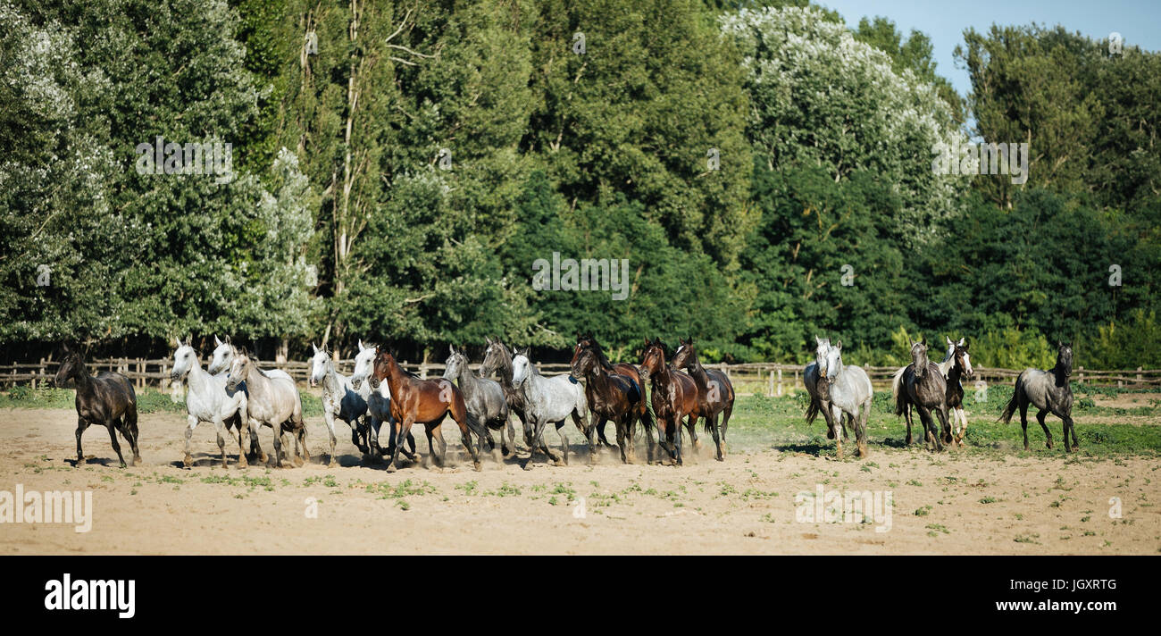 Horse herd run gallop across animal farm in the dust against green ...