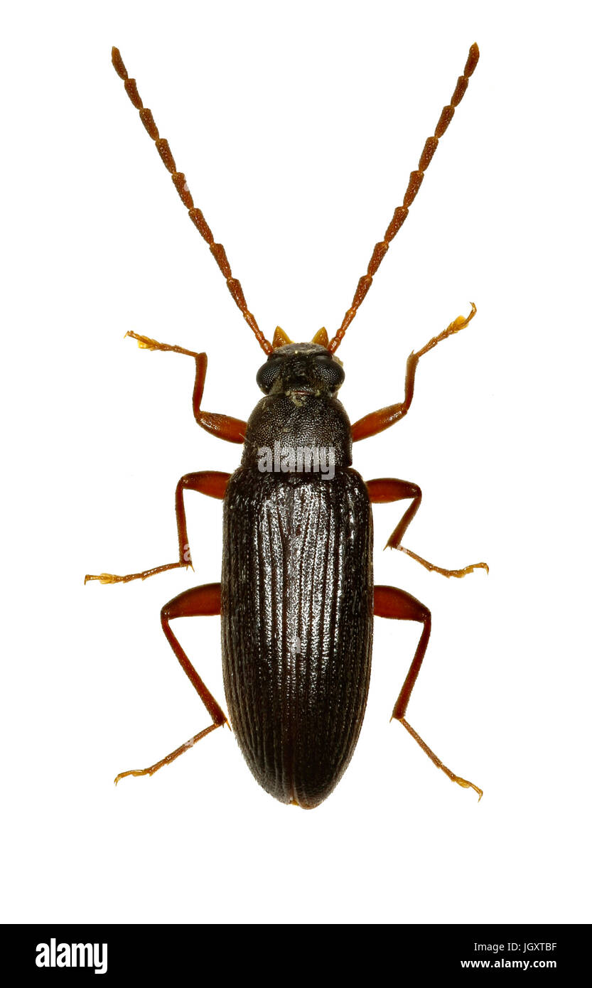 Comb-clawed Beetle Allecula on white Background - Allecula morio ...