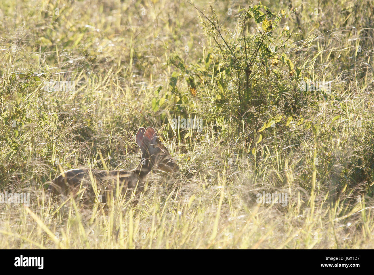 Daguet rouge hi-res stock photography and images - Alamy
