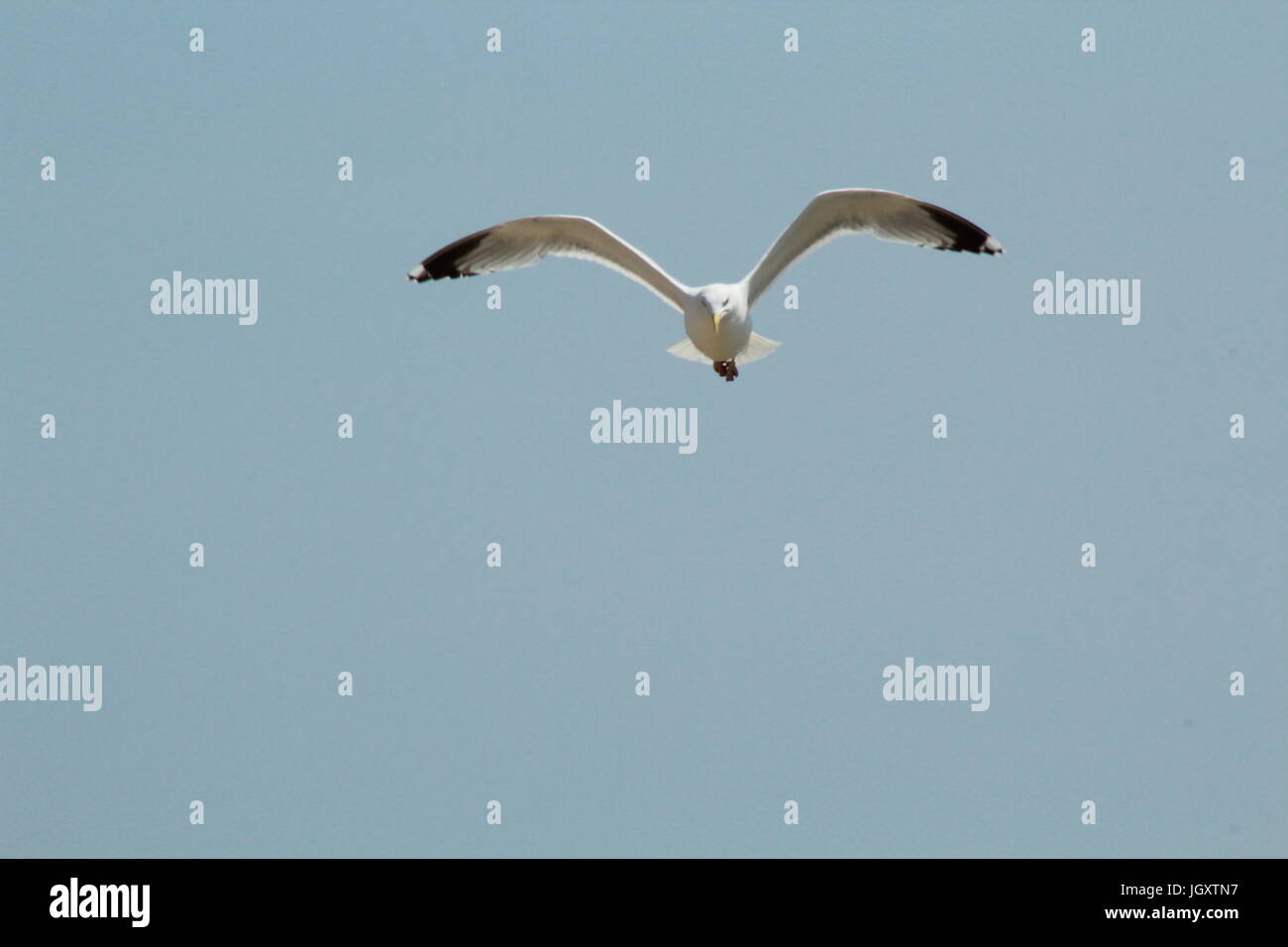 Flying seagull hi-res stock photography and images - Alamy