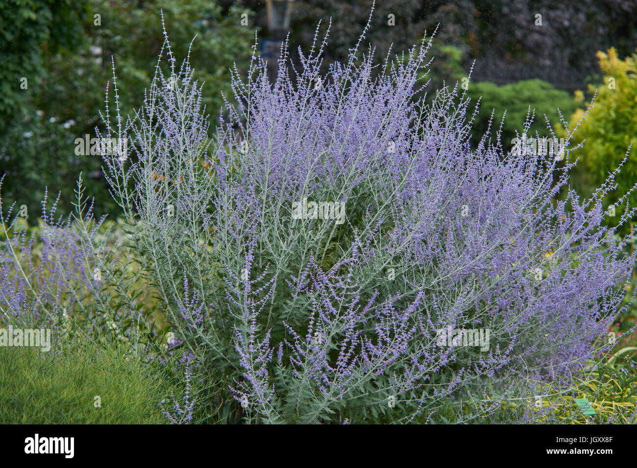 Russian sage Perovskia atriplicifolia purple violet flowers in full ...