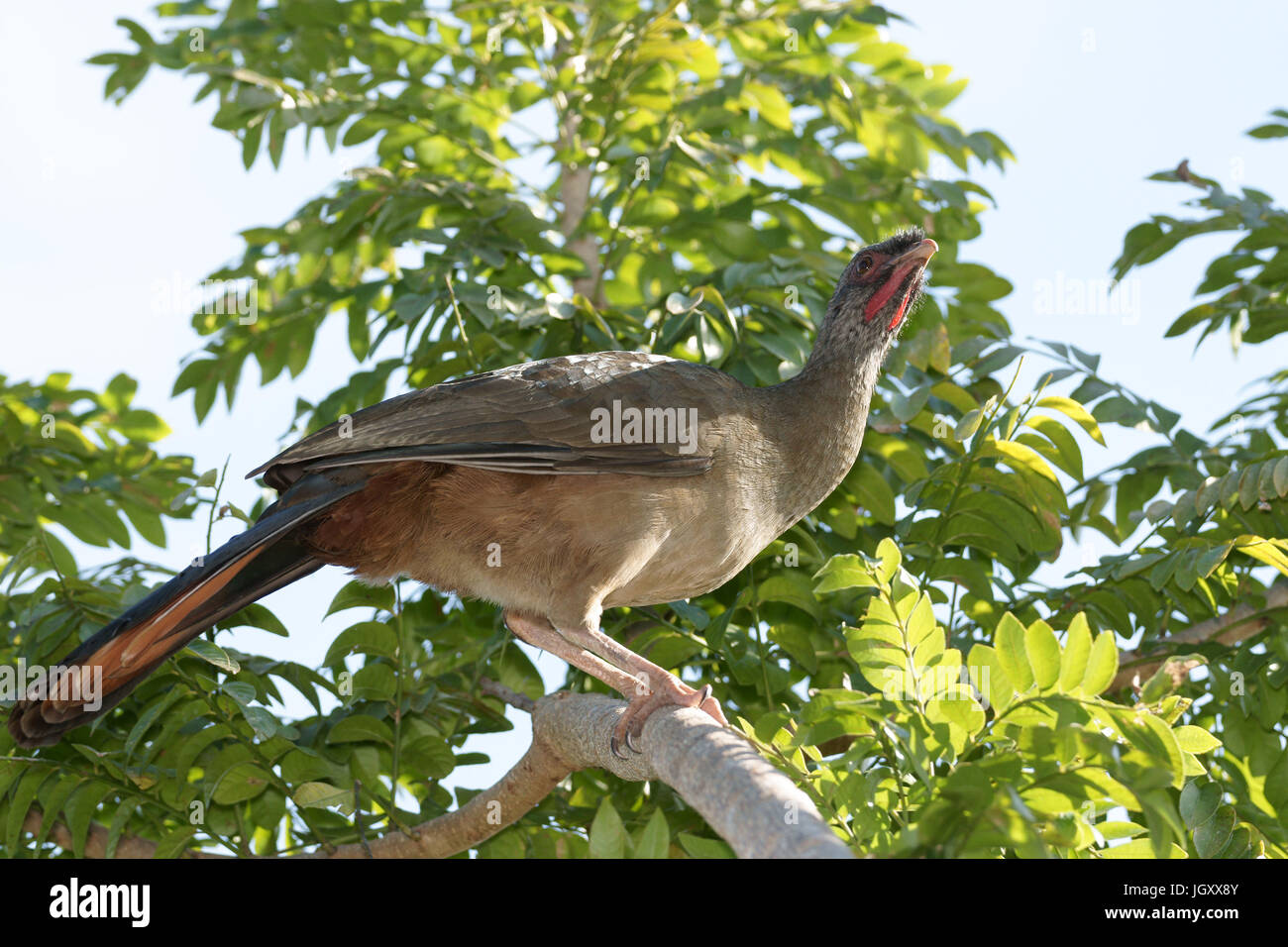 Aracua hi-res stock photography and images - Alamy