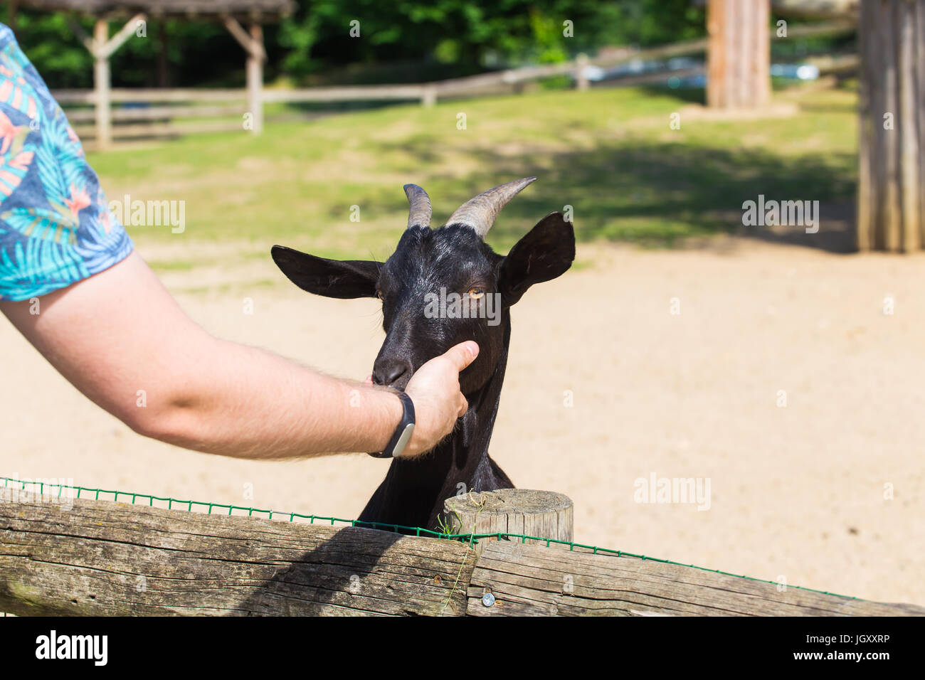 Human hand stroking a black goat. Farm animals Stock Photo - Alamy