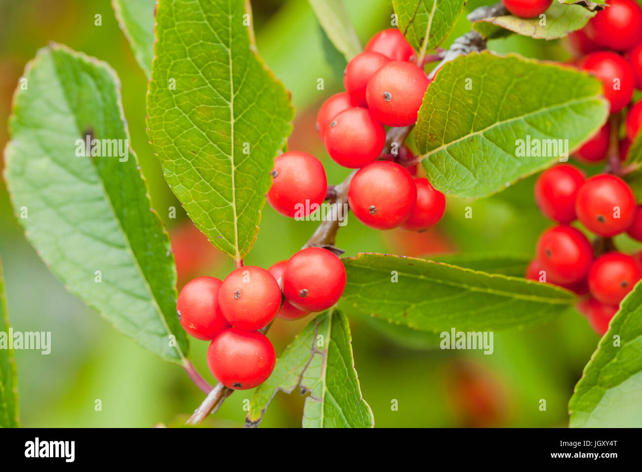 Winterberry Holly (Ilex Verticillata) - Winter Red shrub leaves and ...