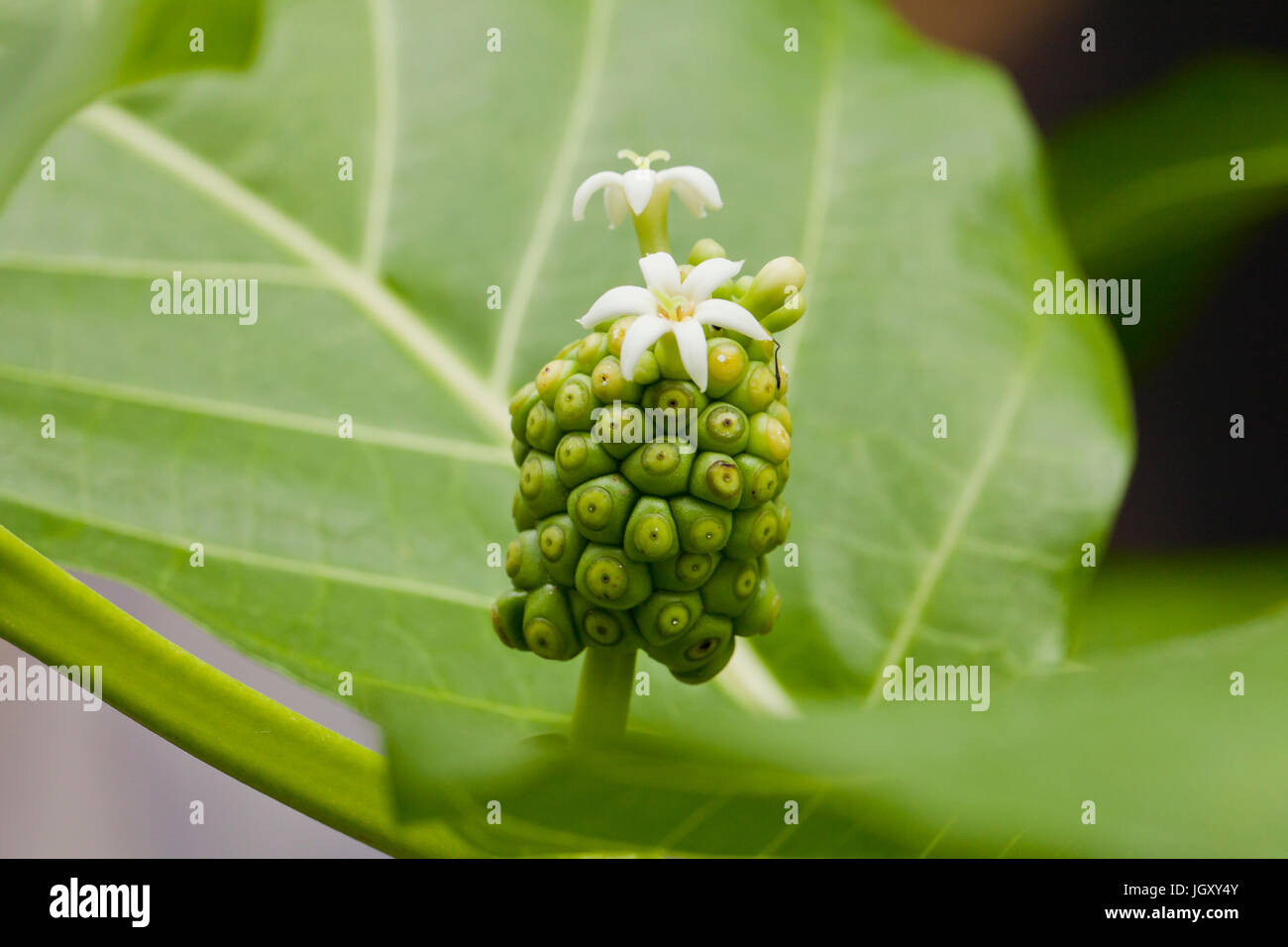 Indian fruit tree hi-res stock photography and images - Alamy