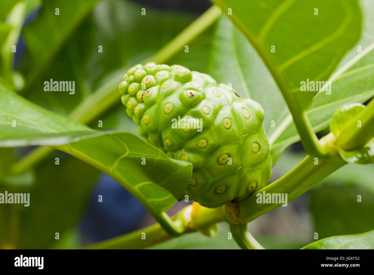 Noni fruit hi-res stock photography and images - Alamy