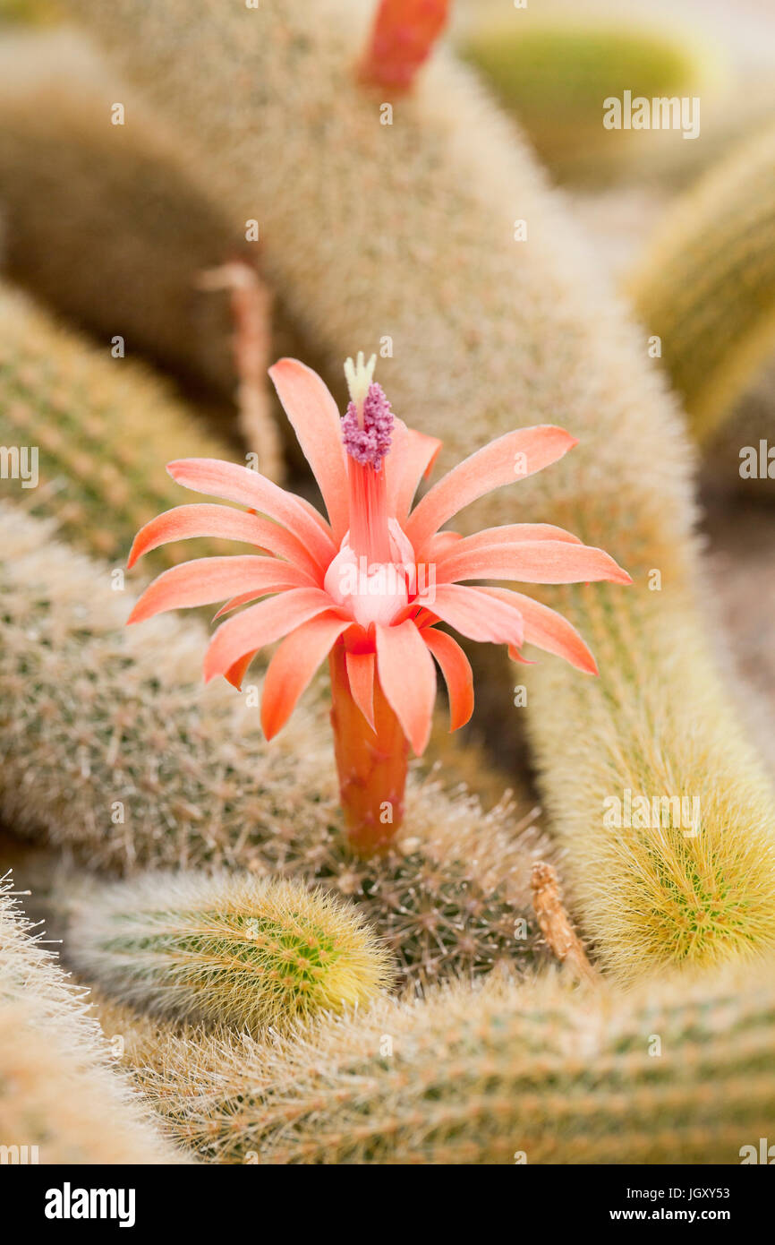 Golden rat tail cactus flower (Cleistocactus winteri) - USA Stock Photo ...