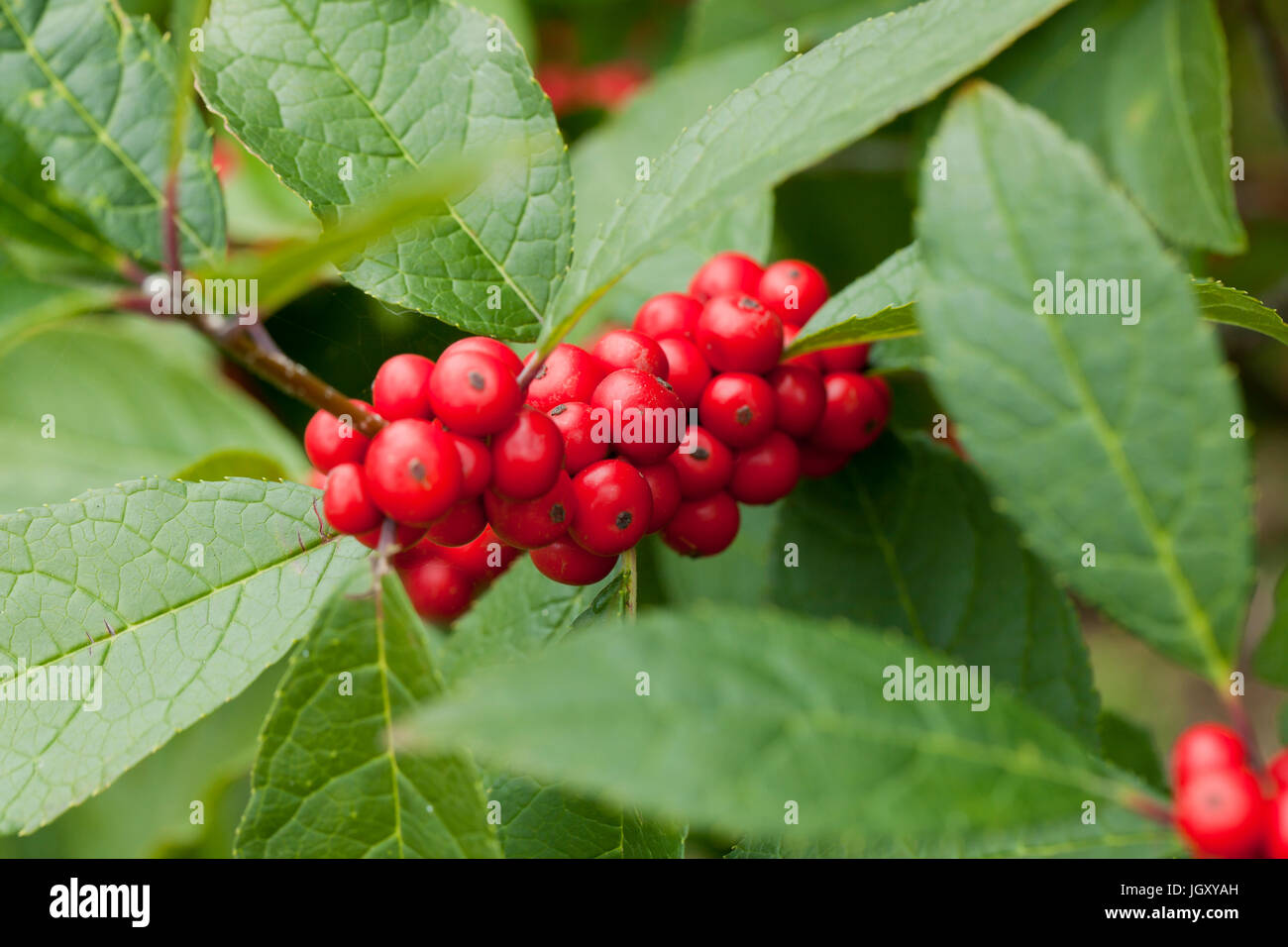Holly red hi-res stock photography and images - Alamy