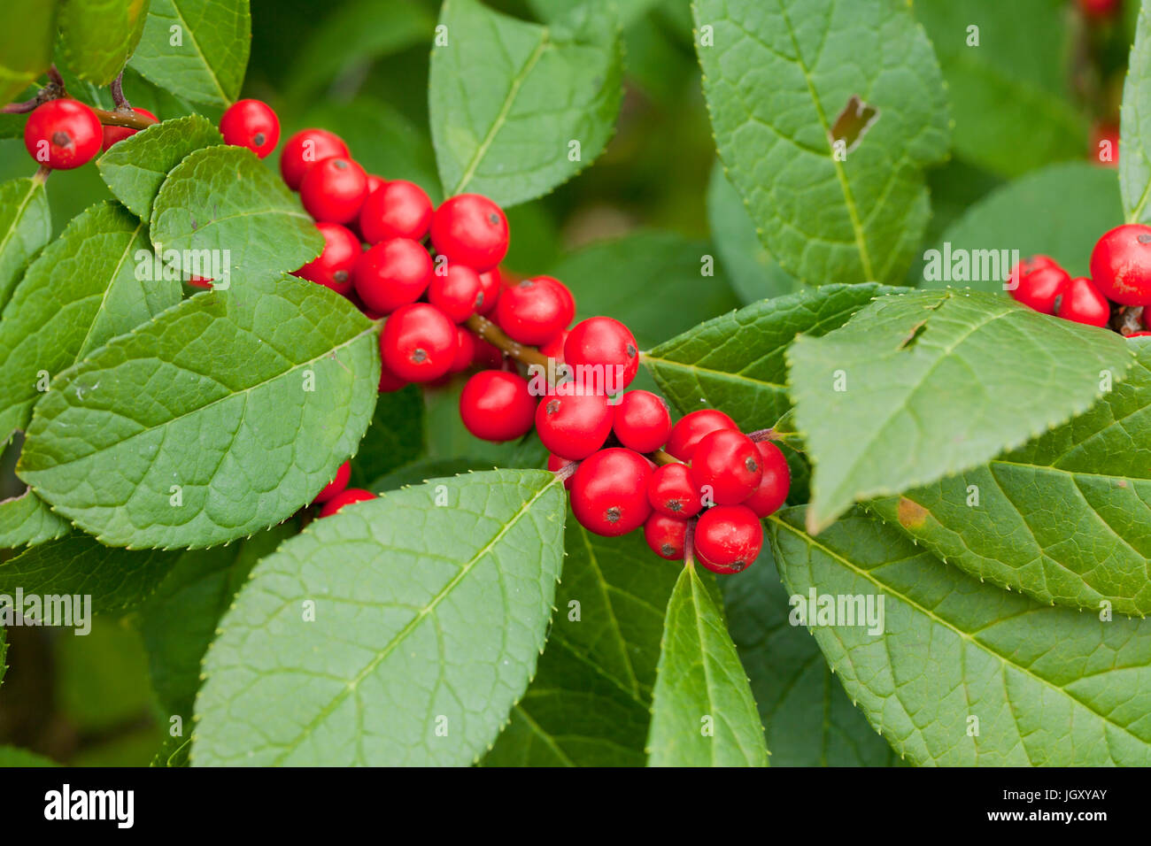 Winterberry Holly (Ilex Verticillata) - Winter Red shrub leaves and ...