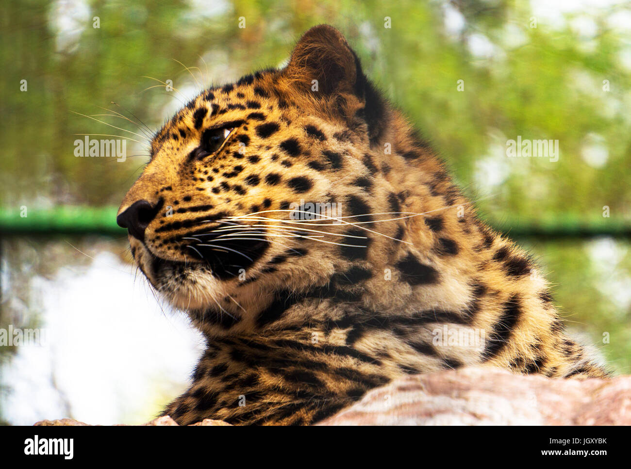 The Amur leopard sits in a cage. Portrait of a beautiful leopard. The ...